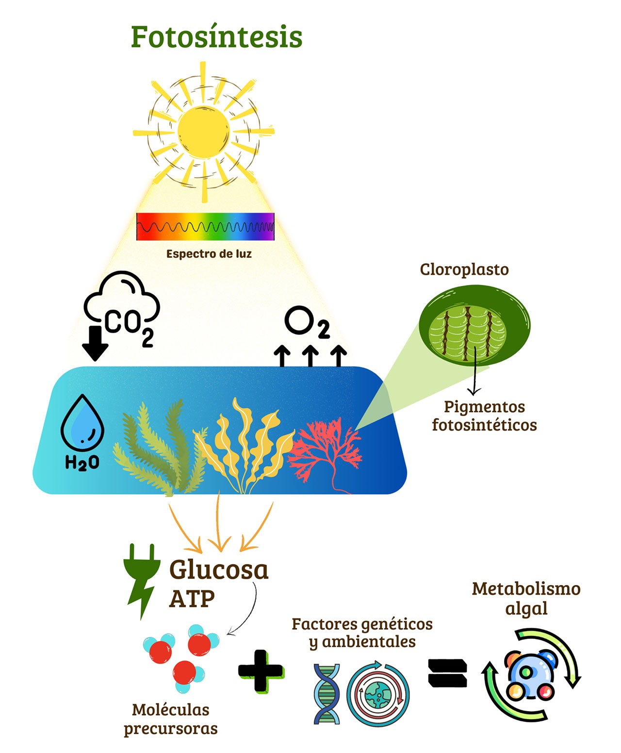 Figura 2. Esquema del proceso de fotosíntesis que llevan a cabo las ...